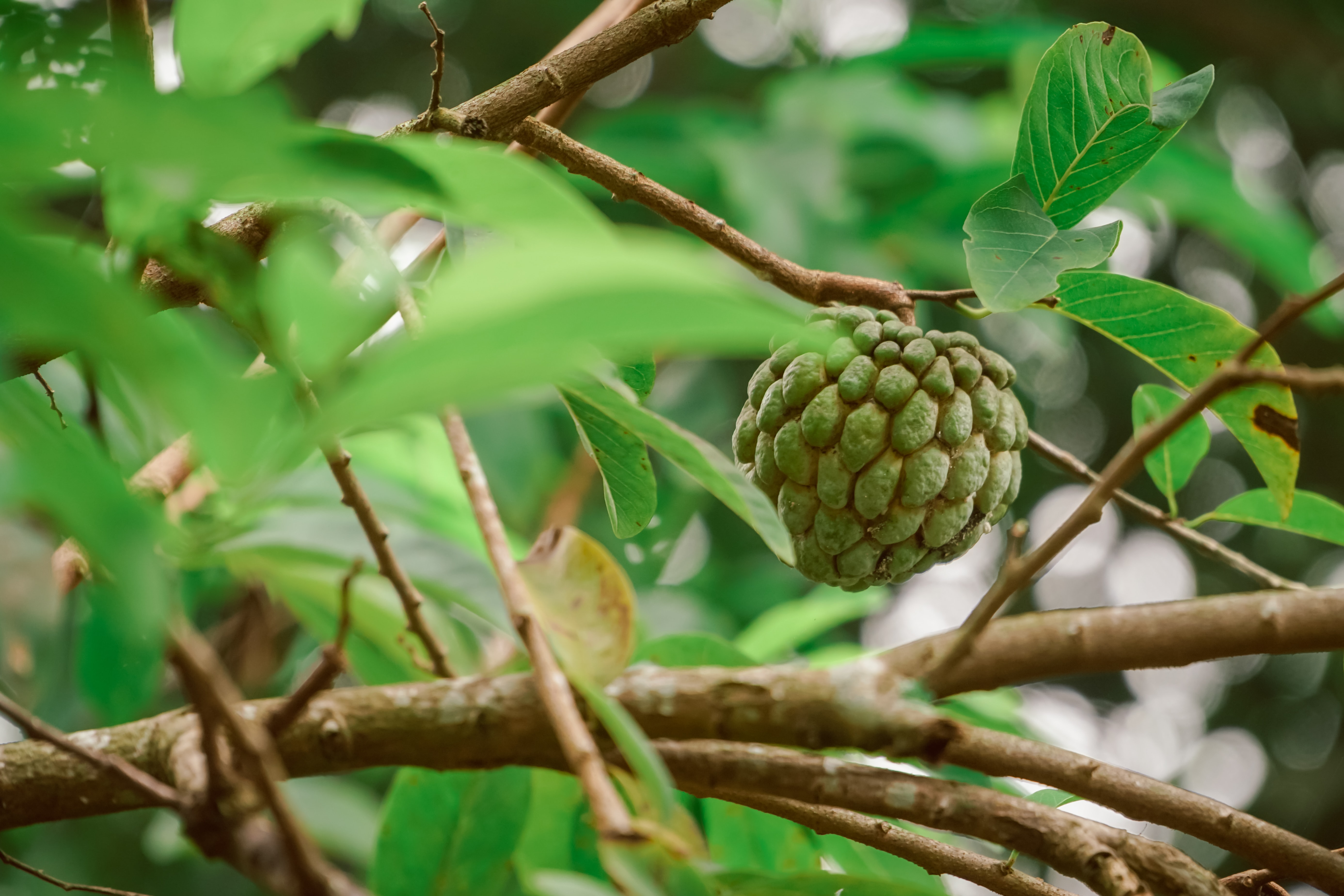 Annonaceae Fruits Consumption and the Risk of Cognitive Impairment ...